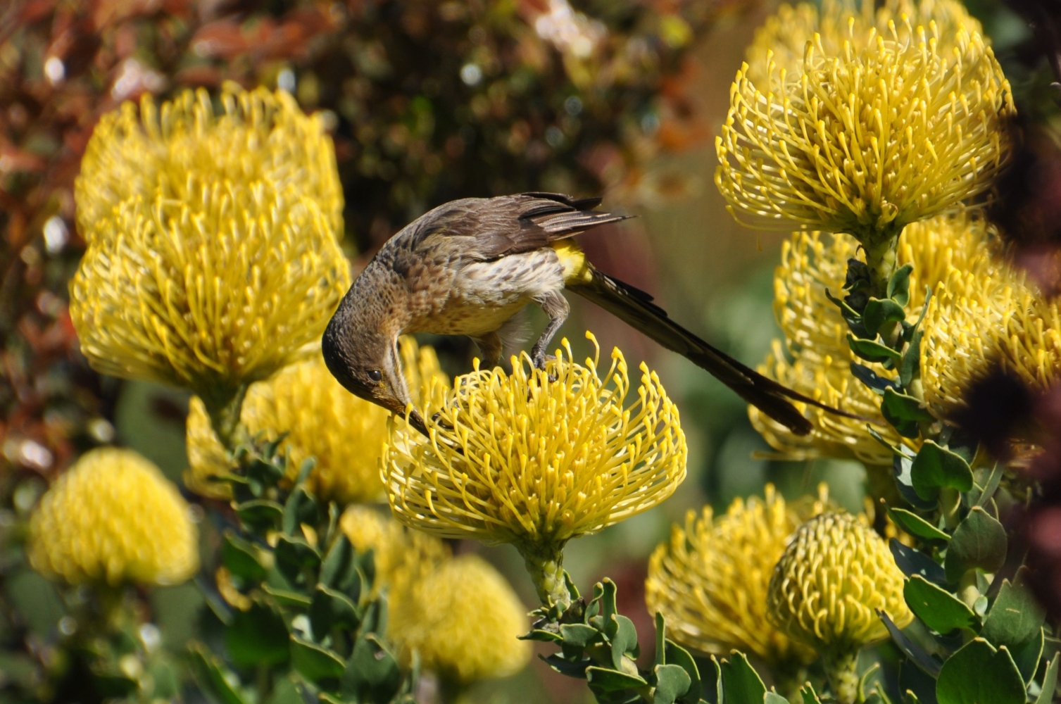 Short Courses and Excursions | University of Cape Town